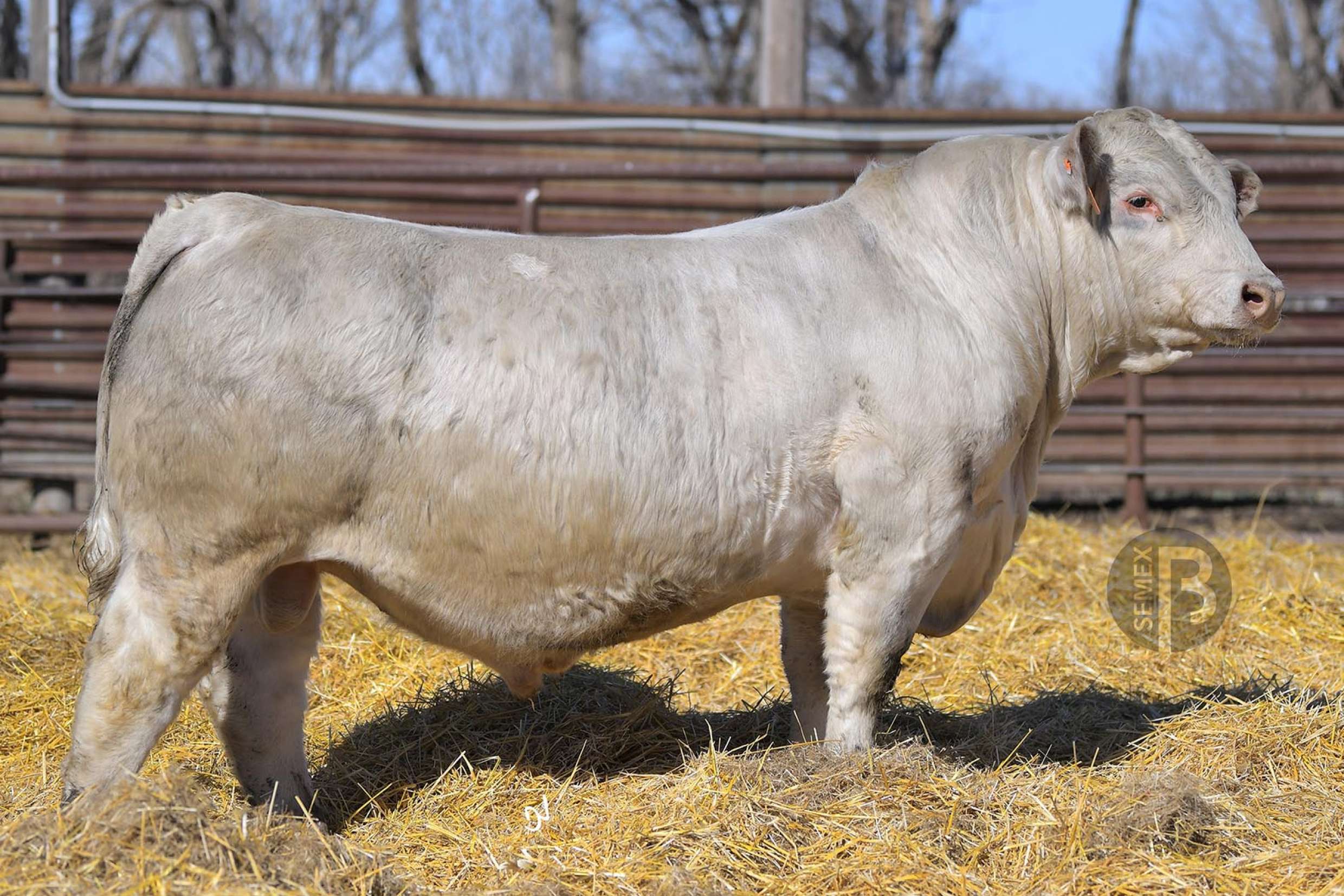 BLUEPRINT | Semex Brasil